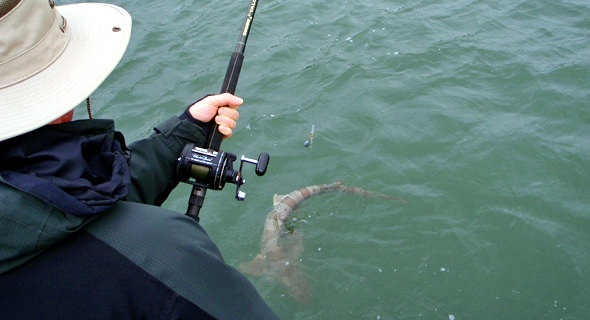 mike-shark-on-surface