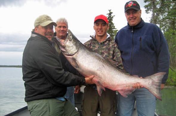 Kenai River king salmon