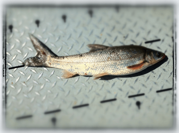 Know Your Fish: The Sacramento Splittail