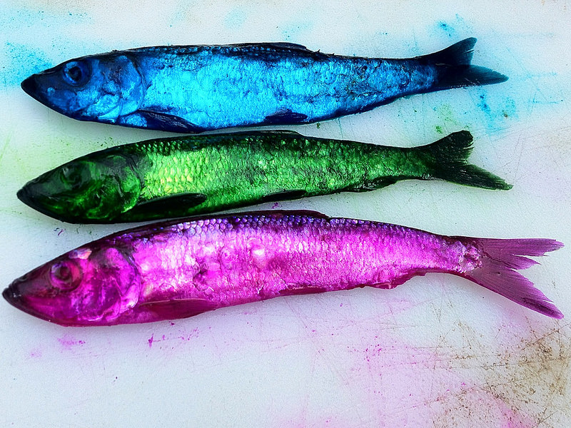 Dyed Herring